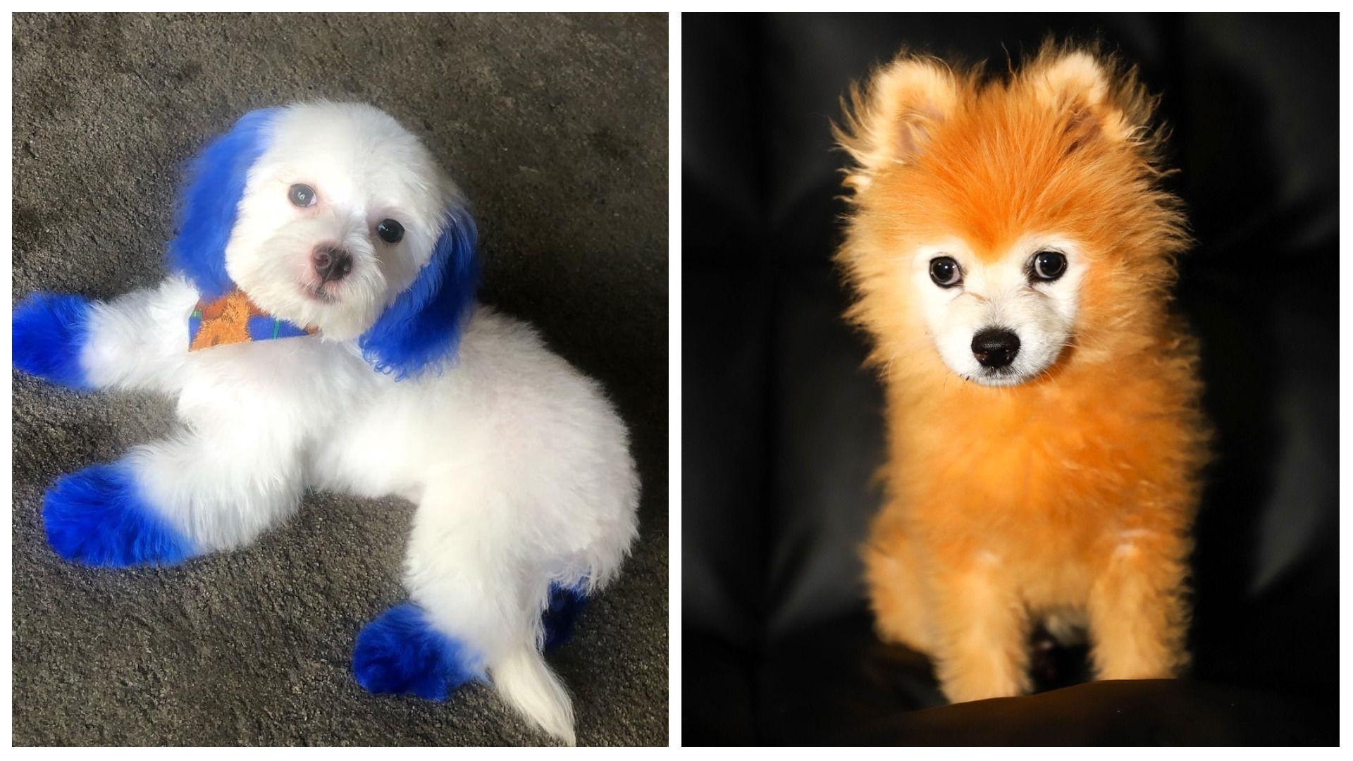 Get Acquainted With The Adorable Dogs Of Female Rappers