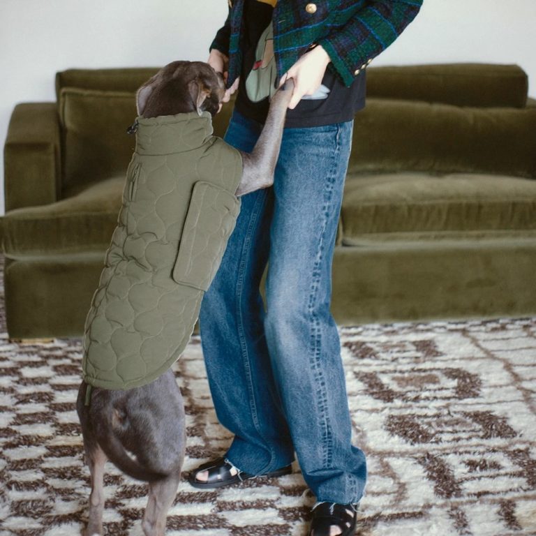 Up Your Dog's Style Quotient With Zara's Pet Collection Of Outerwear ...