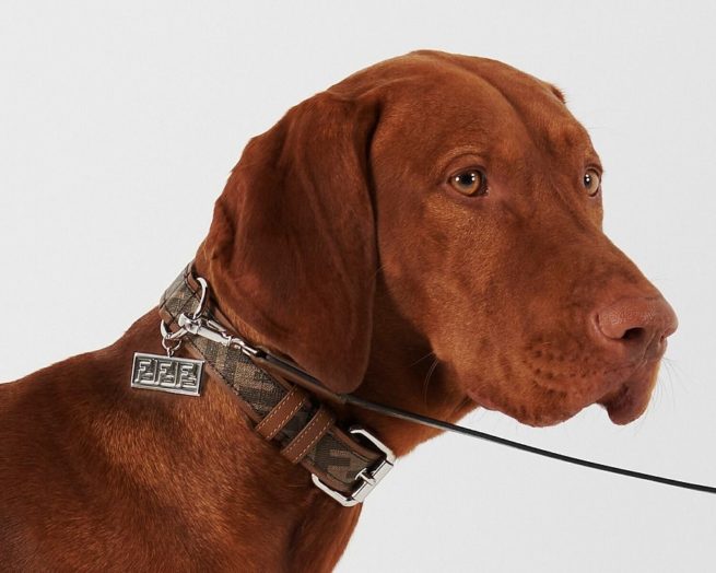 Fendi Creates Travel Drip For Posh Dog In Your Life | SNOBETTE
