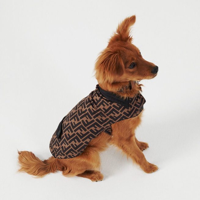 Fendi Creates Travel Drip For Posh Dog In Your Life | SNOBETTE